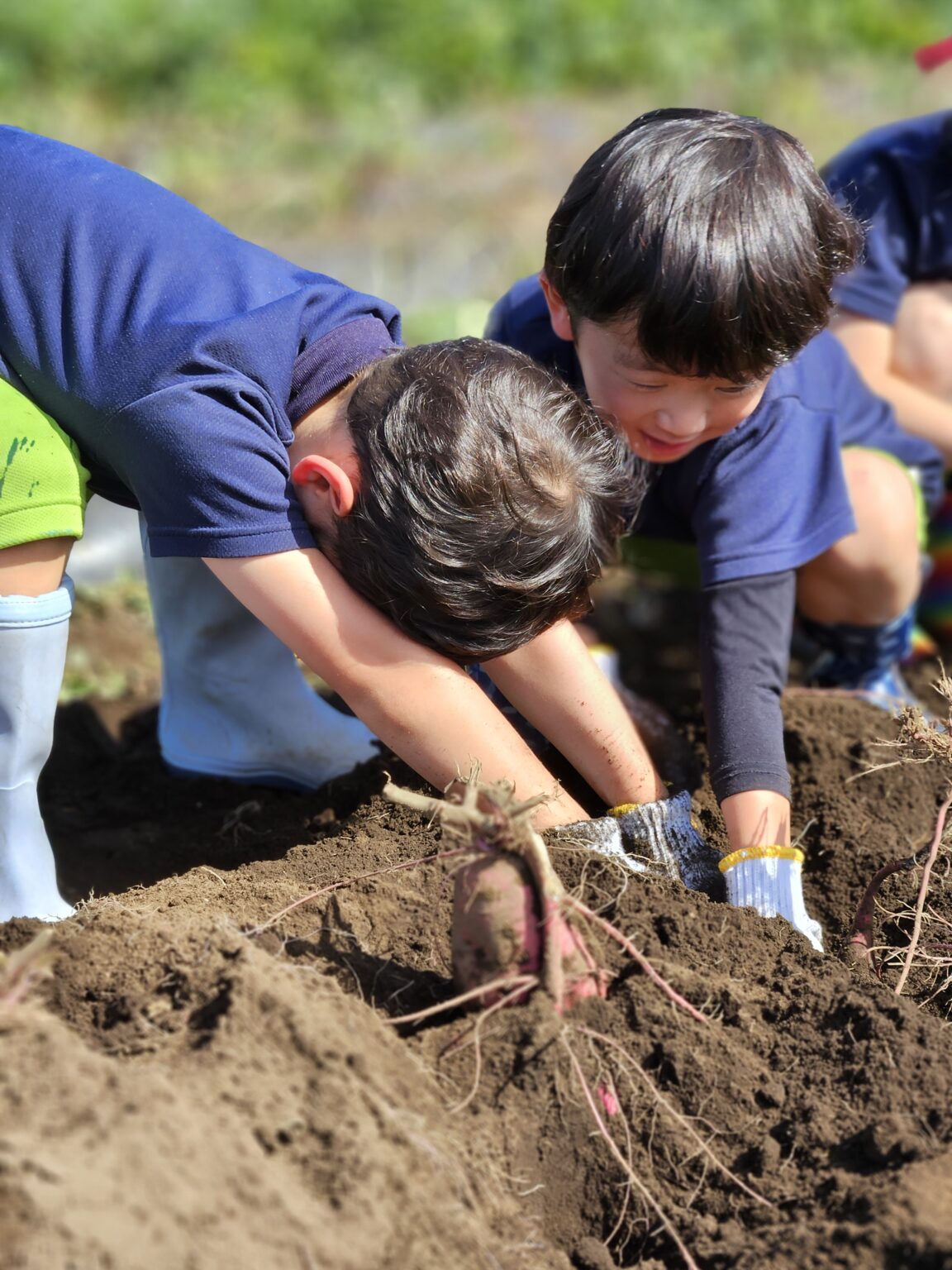 Sweet Potato Digging | Sui International Preschool（国分寺駅南口徒歩4分）